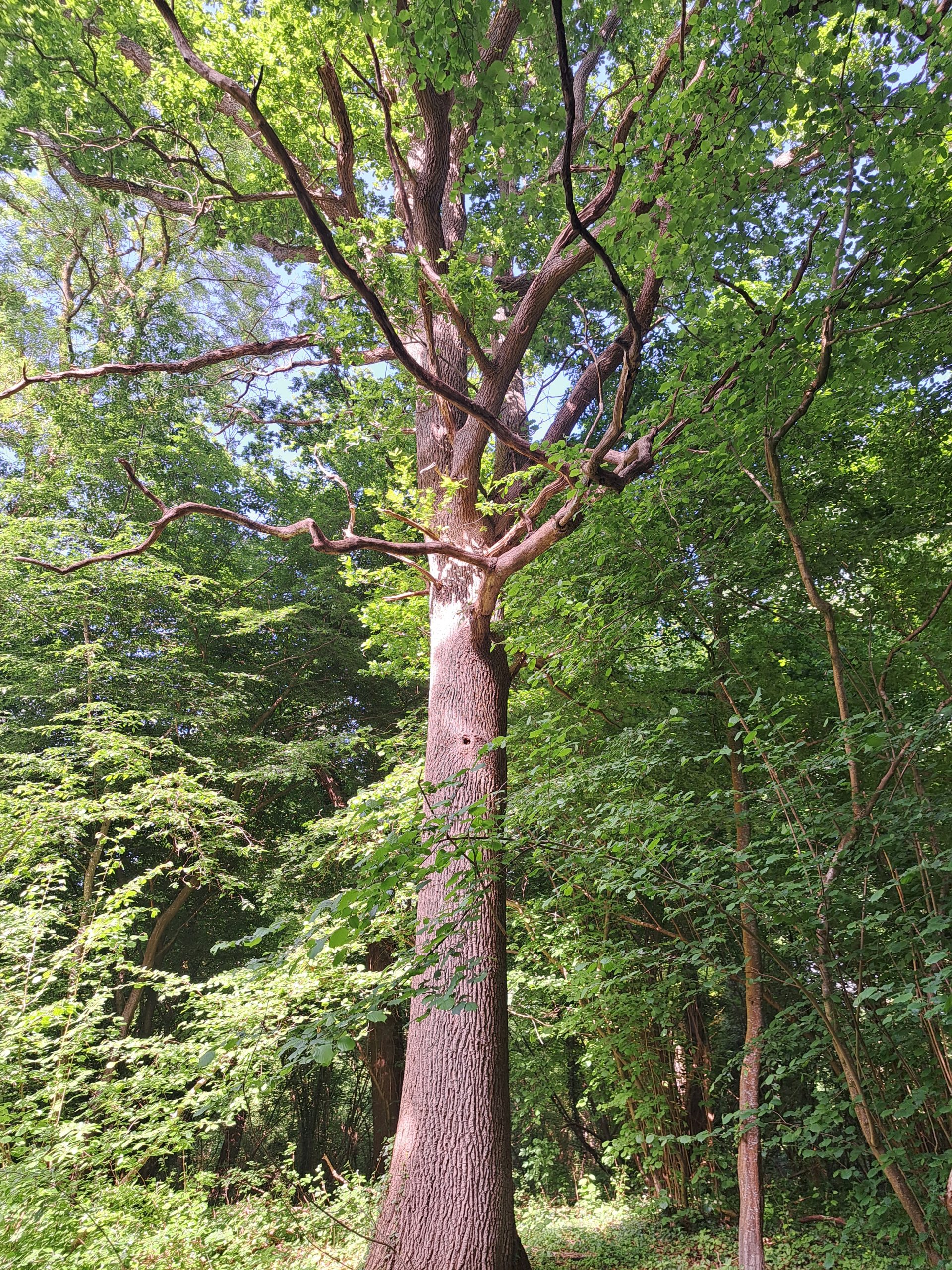 Call for projects "Creation of islands of senescence" - Seine-Nord ...